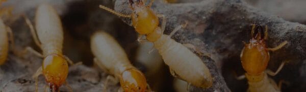 Exterminex™ Termite Baiting System