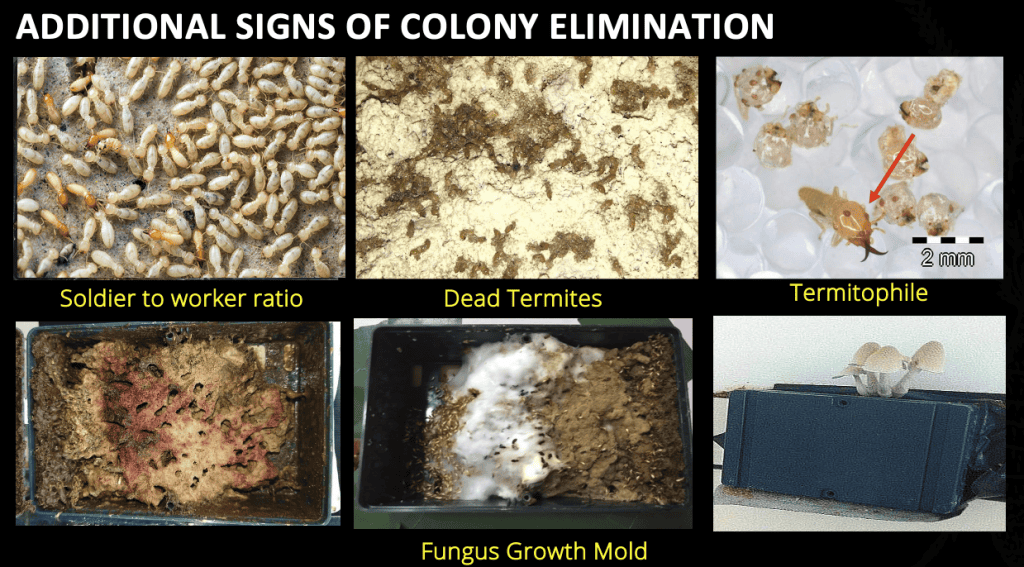 The Benefits of Termite Baiting: Ensuring Colony Elimination Through ...